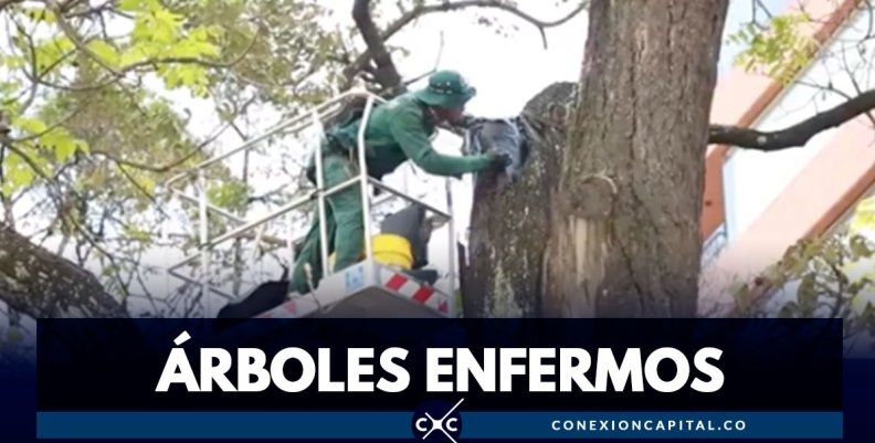 Cerca de 72.000 árboles enfermos han sido atendidos en Bogotá - Capital
