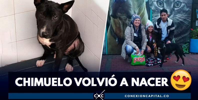 Los perros también tienen segundas oportunidades - Capital