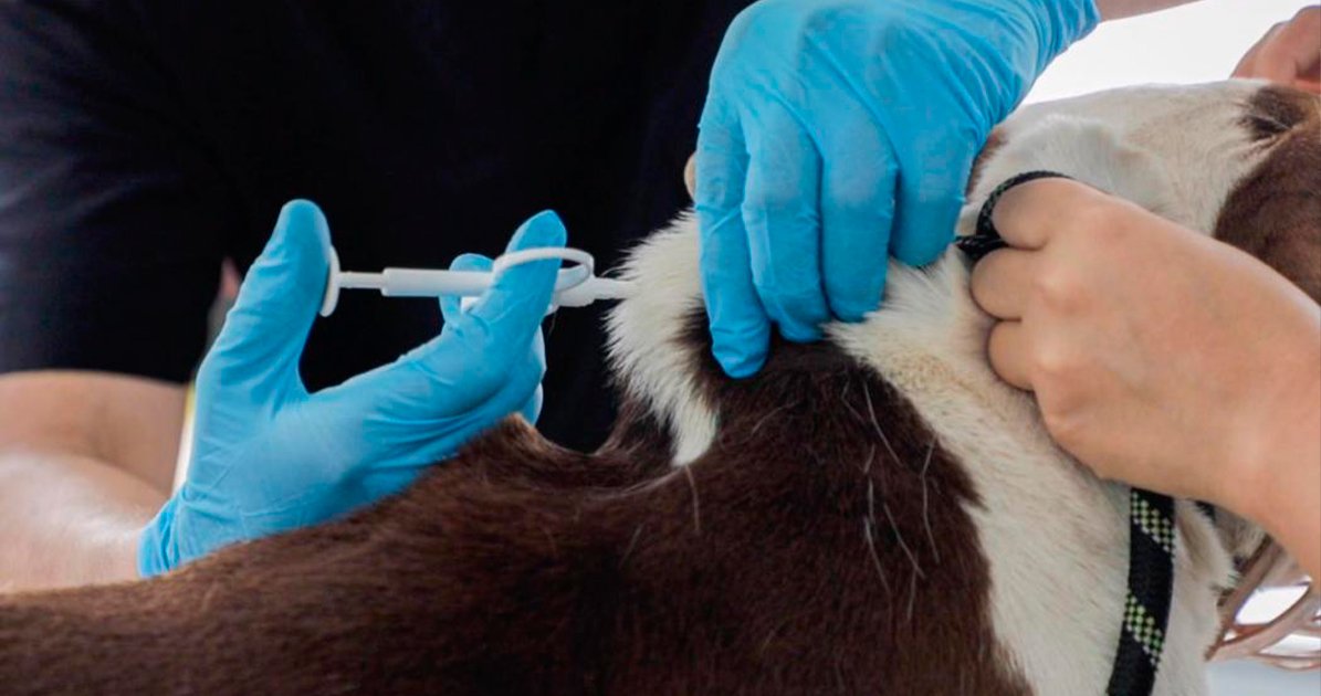 ¿Qué es la implantación de microchip en las mascotas? - Capital